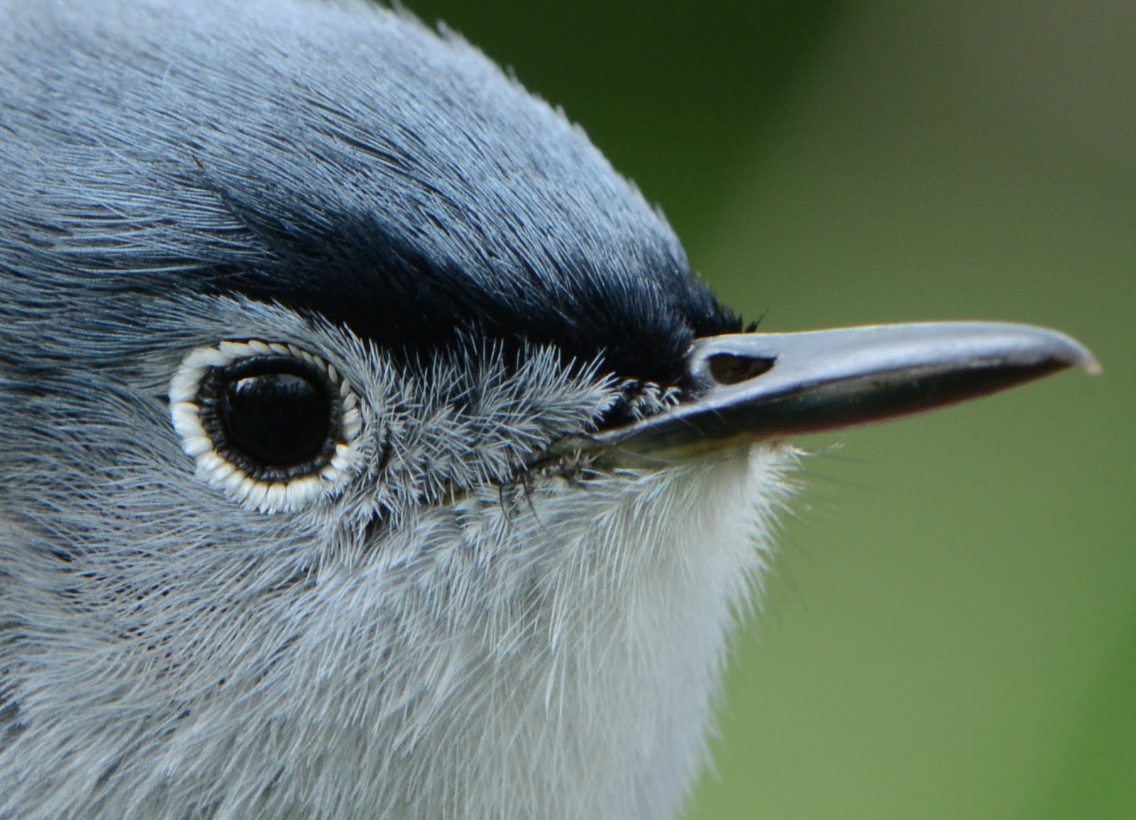 Ohio Birds and Biodiversity: Blue-gray Gnatcatcher