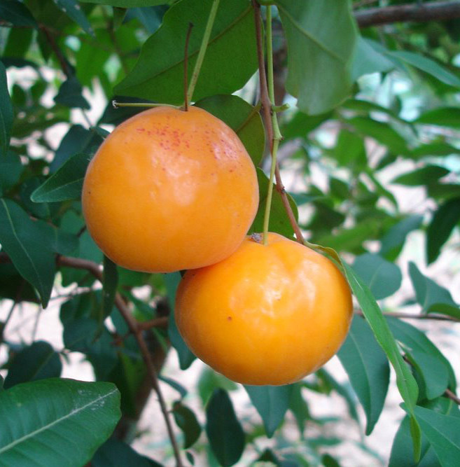 VIVEIRO NATIVO: TIPOS DE PLANTAS