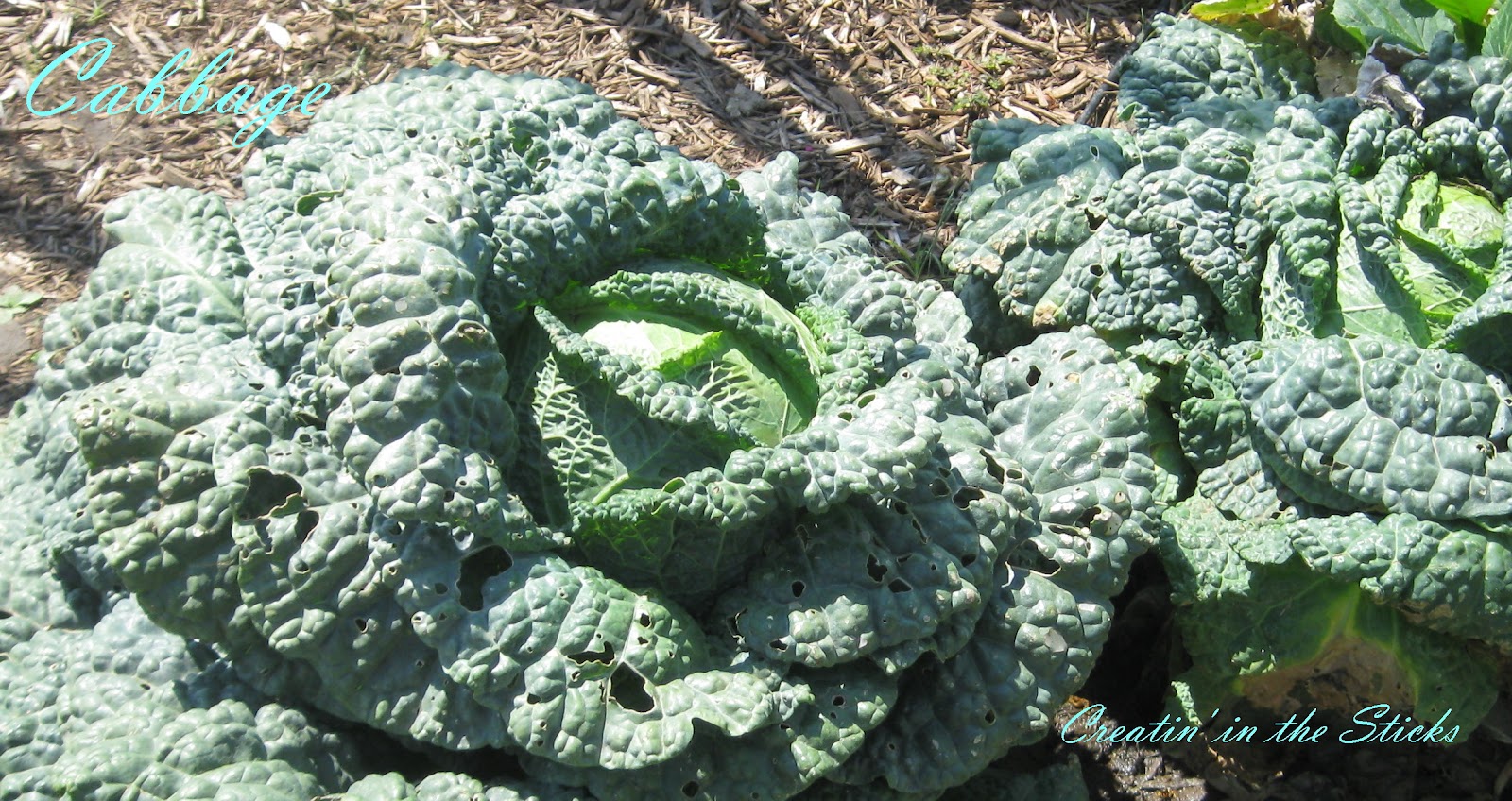 Creatin' in the Sticks: Cole Slaw Anyone?