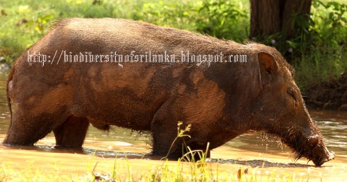 Biodiversity of Sri Lanka: වල් ඌරා[Wal Ura]/Indian Wild Boar/Wild Pig ...