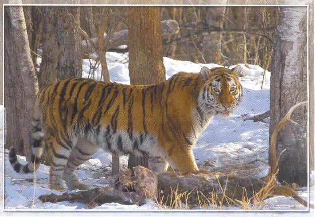 My Picture Postcards: The Siberian Tiger