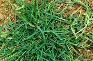 SAPICOOL.BLOGSPOT.COM: Macam Macam Rumput Liar dan Manfaat nya