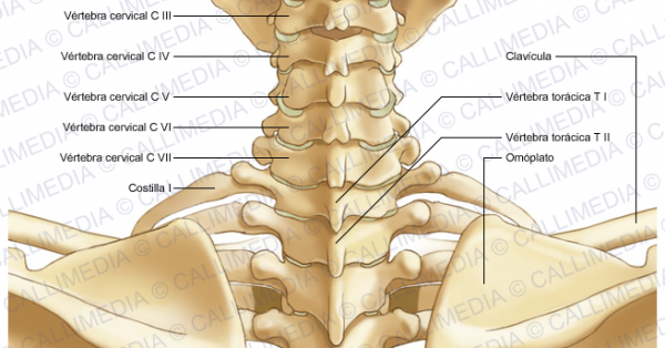 Cabeza y Cuello: Huesos-Cuello