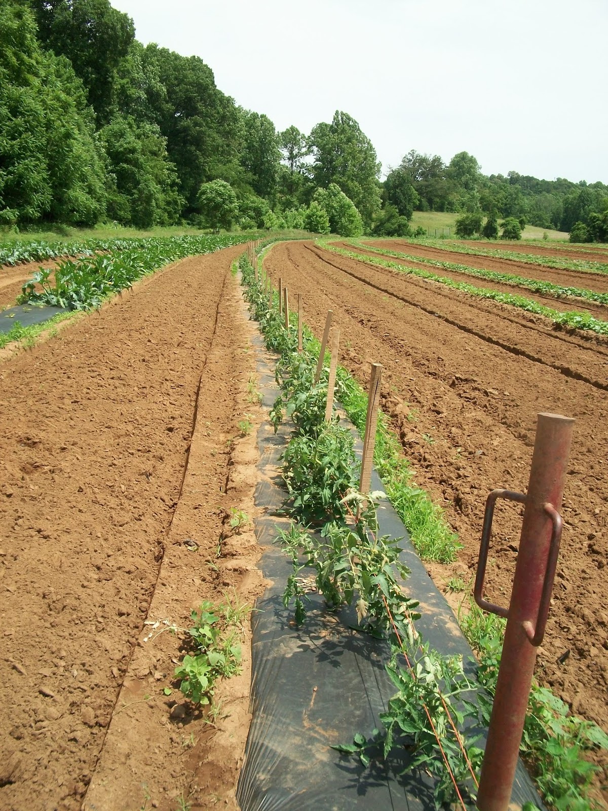 Woodridge Farm: WOOD RIDGE FARM