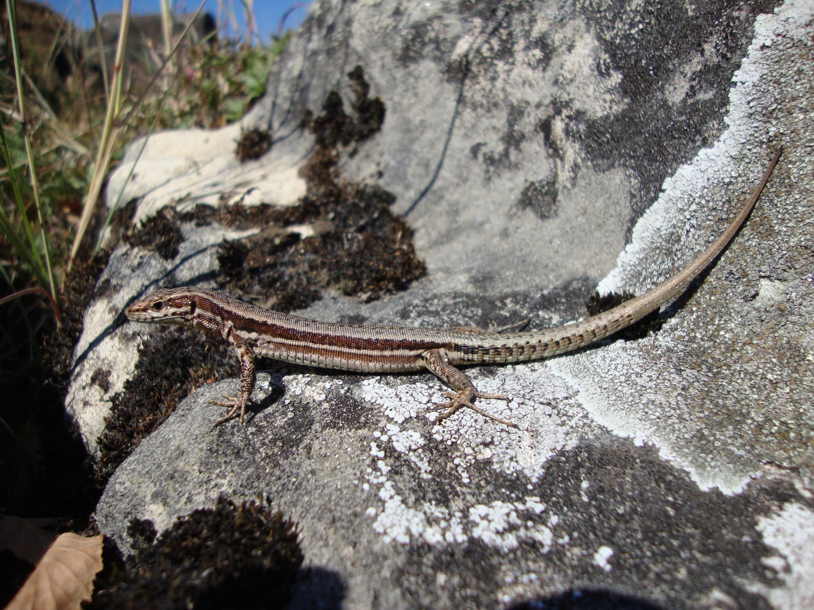 TUDOR PHOTO BLOG: Soparle in Cetatea Dacica Costesti