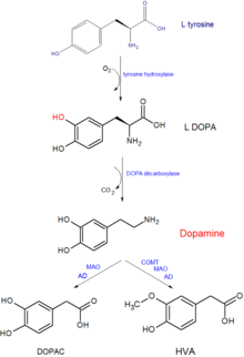 passionnement: La dopamine (DA) est un neurotransmetteur