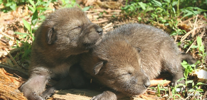 White Wolf : Red Wolf Pups Learning to Howl (VIDEO)
