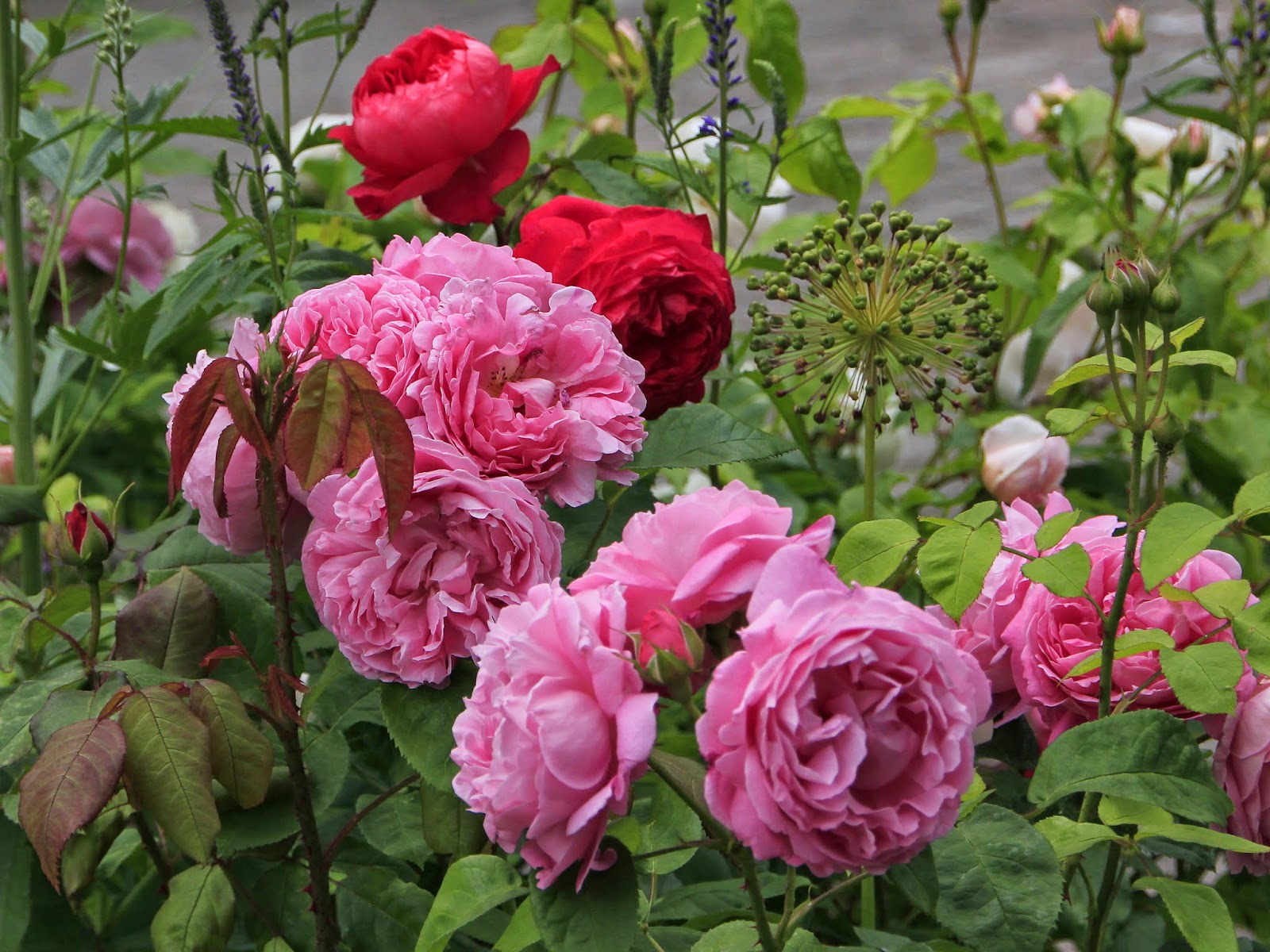 Torils garden: Mary Rose og Benjamin Britten - to Austinroser som er på ...