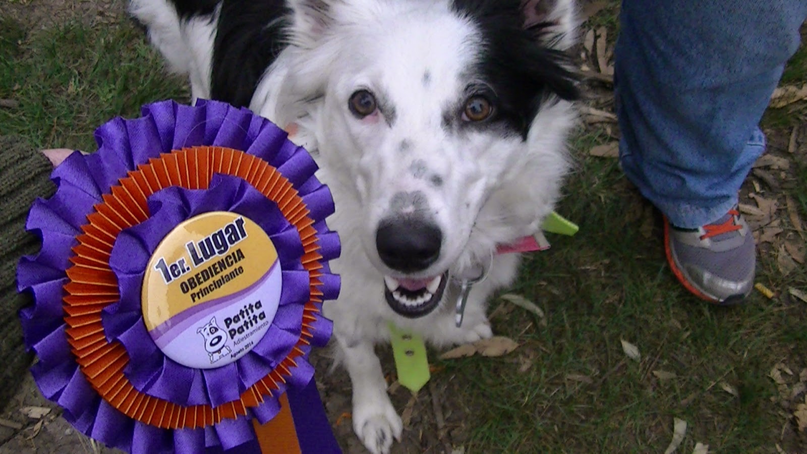 "Criadero Arriero y Pastor ": Azul entregada a Walter Gutierrez...