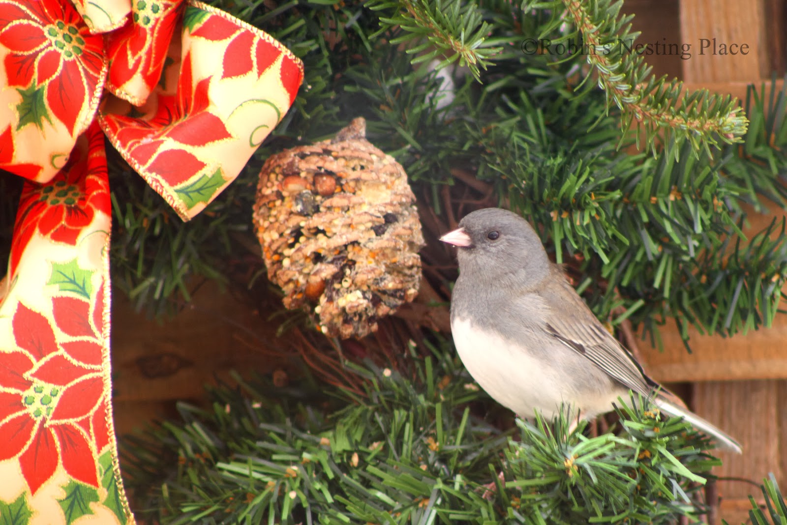 ROBINS NESTING PLACE: For the Birds