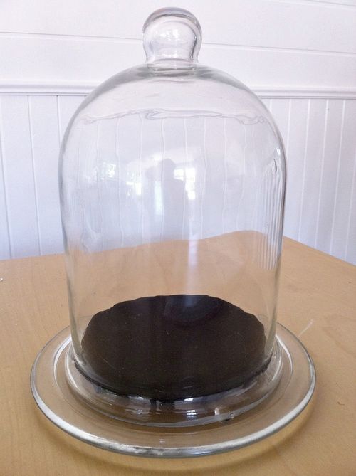 signed by tina: diy butterfly bell jar.....