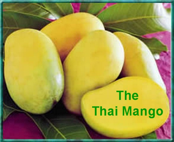 Thai Recipe Downloads: The Thai Mango - A Luscious and Precious Staple