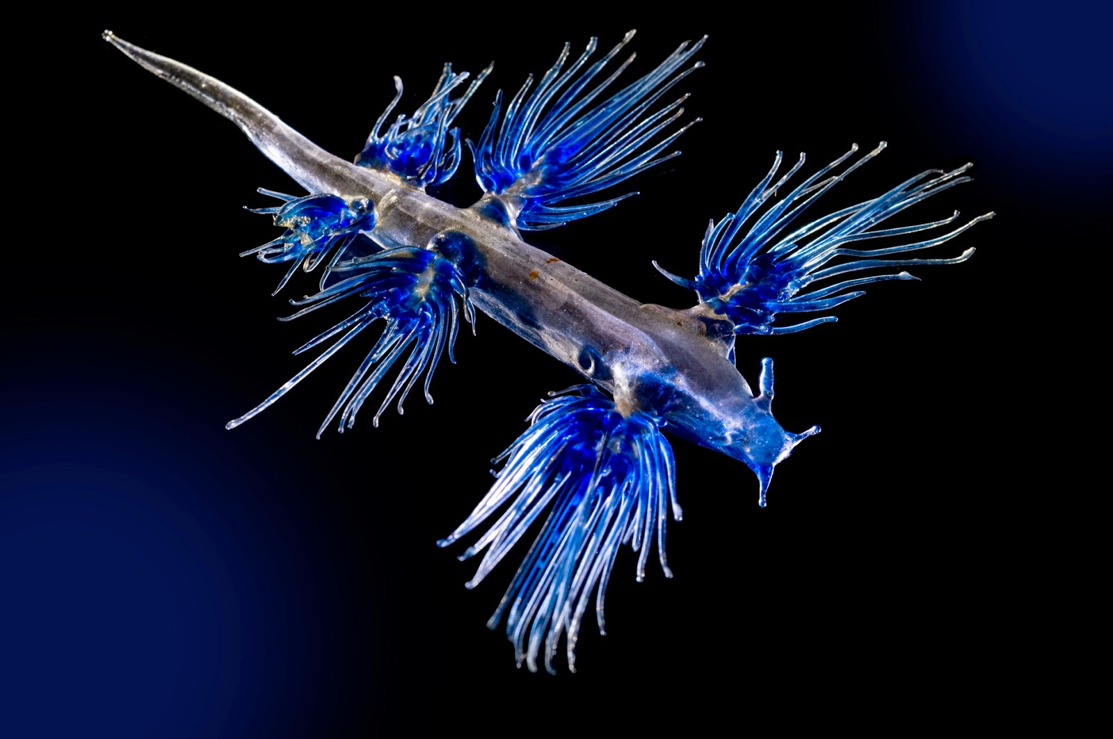 ΘΑΛΑΣΣΙΟ ΧΕΛΙΔΟΝΙ (GLAUCUS ATLANTICUS) photos - wallpapers (ανανεωμένο ...