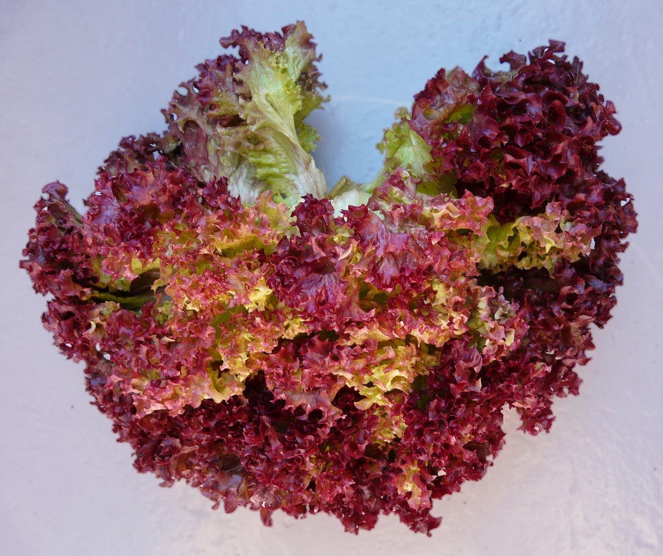 Seminte si plante de gradina hobby: Salata Lollo Rossa