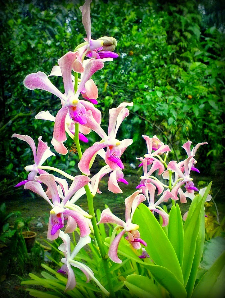 Bunga Orkid @ Anggerik Desa Kembali Mekar - Relaks Minda