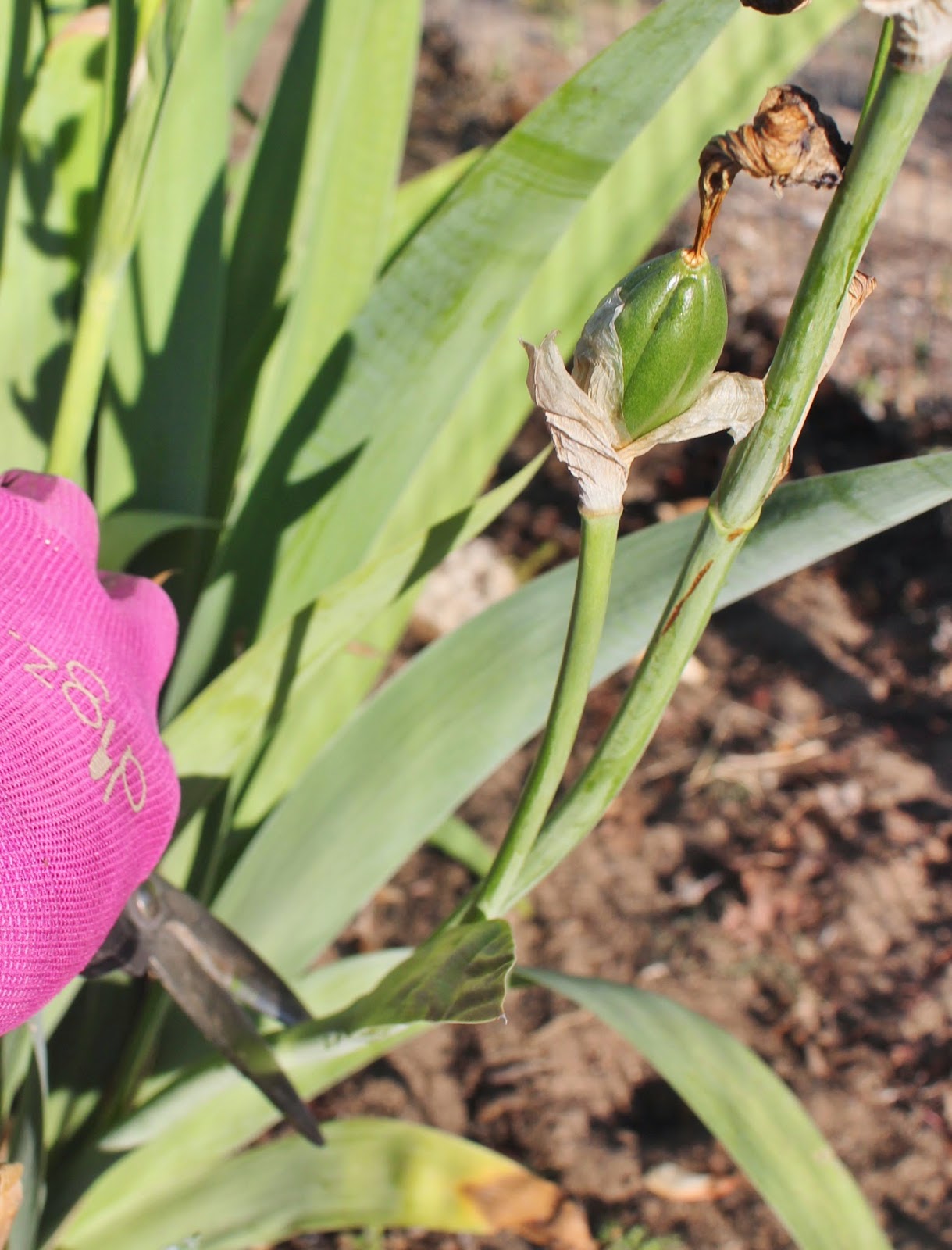 Garden Solutions for the High Desert: Early Summer Iris Care