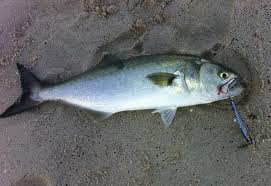 umiyumi2 : our life in perth, WA: Asam pedas ikan tailor (bluefish)