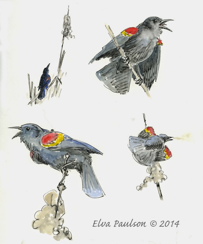 Sketching in Nature: Red-winged Blackbirds