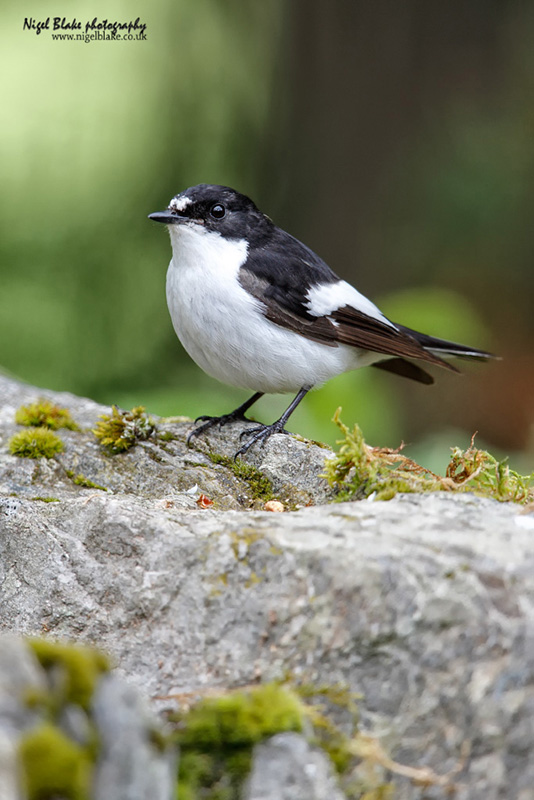 Nigel Blake nature photography: Some Welsh birds