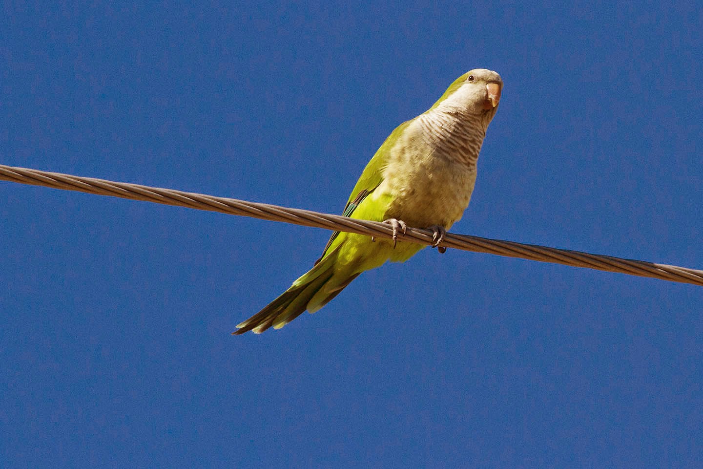Ann Brokelman Photography: Monk Parakeets in Cape Coral and Lizards ...