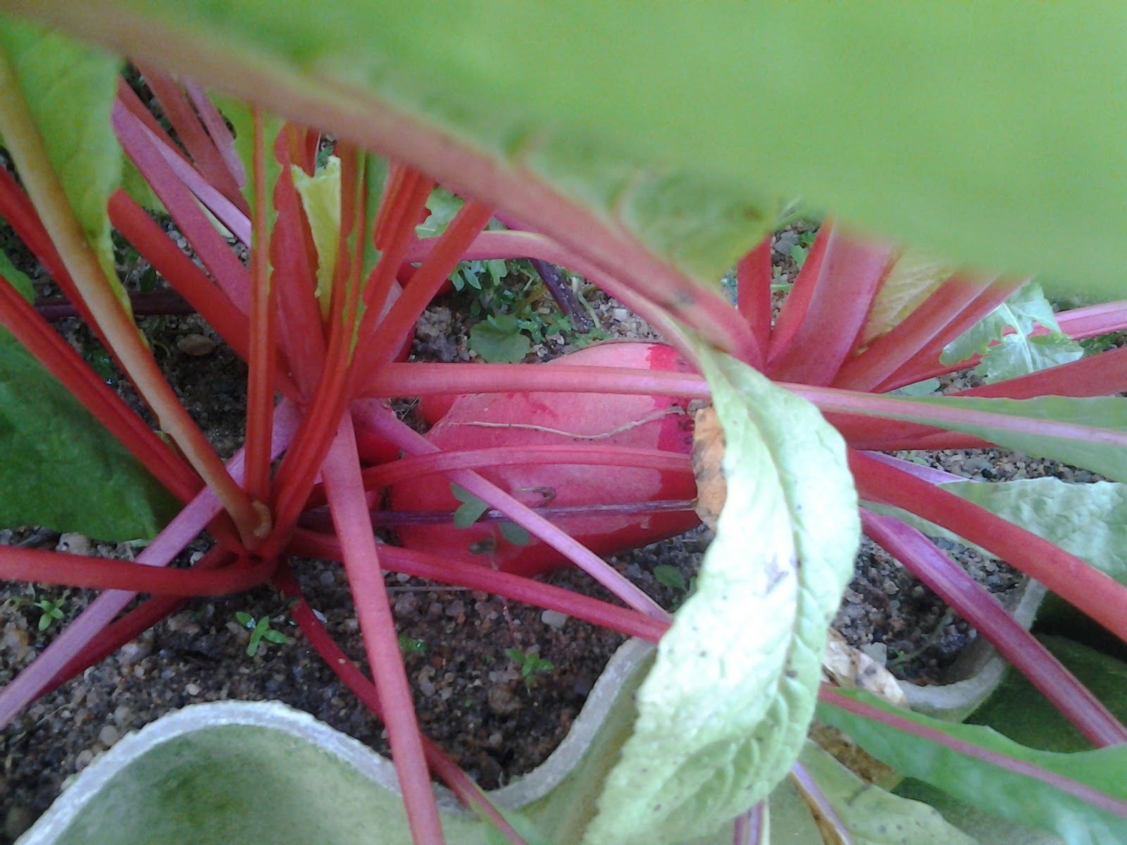 Chinese Radish 'Dragon' F1 Hybrid | My Mix Garden