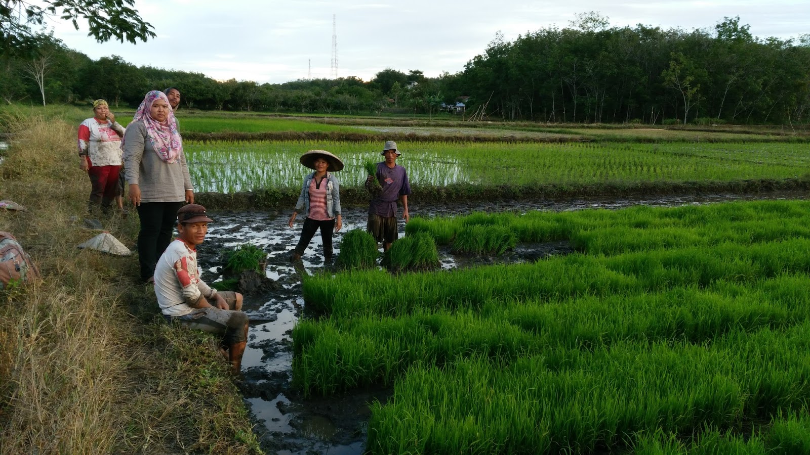 Oyie Penyuluh Pertanian: PERSEMAIAN PADI SAWAH