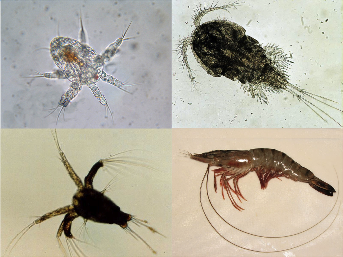 Mostly Open Ocean: An unusual crustacean meets its parents