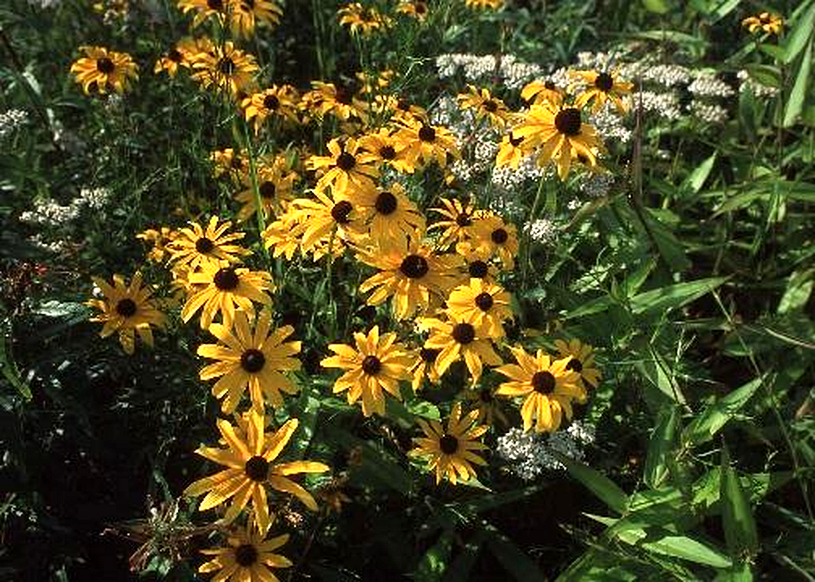 Black-eyed Susan - Maryland State Flower Public Domain Clip Art Photos ...