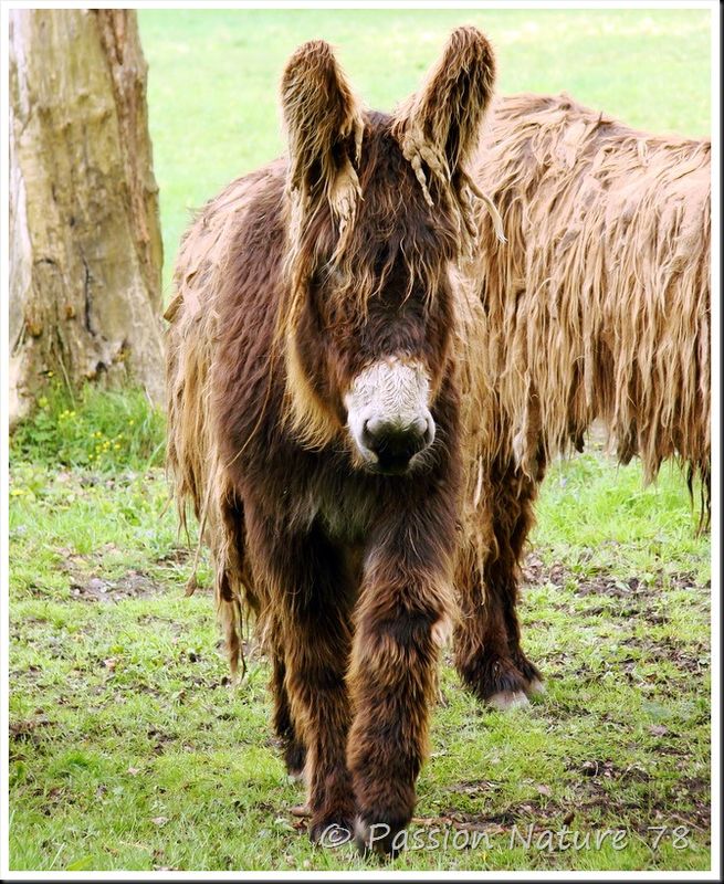 NOS PETITS FRERES LES ANIMAUX: Baudet du Poitou