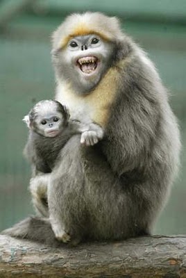 Image Gallary 7: Beautiful Smiling Monkey Pictures, Baby Monkey Pictures