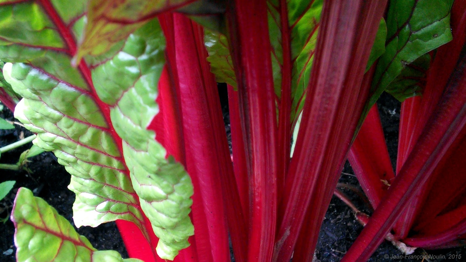 Carnet naturaliste: Côte de bette rouge 2015