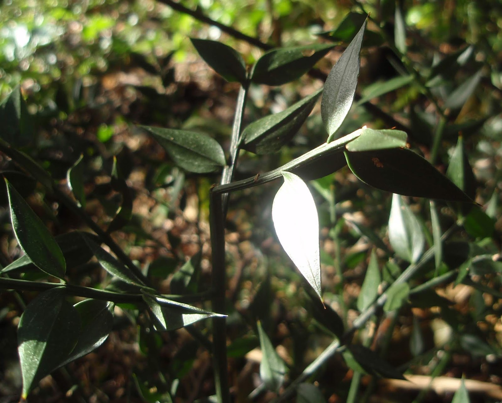 EL RUSCO (Ruscus aculeatus) Características, cuidados y cosas curiosas.