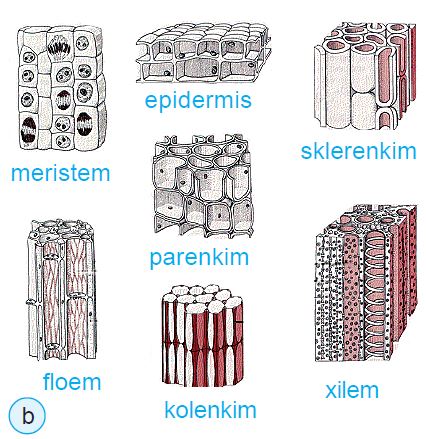 Macam-macam Jenis Jaringan Pada Tumbuhan Beserta Fungsi dan Fotonya