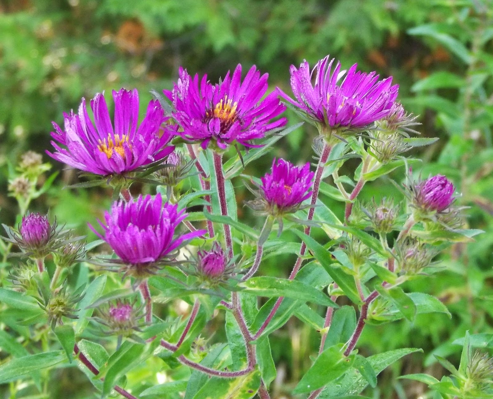 In The Garden: Native Asters