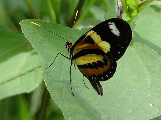 Sarzedo Ecologia: Borboleta-maria-boba (Heliconius ethilla narcaea)