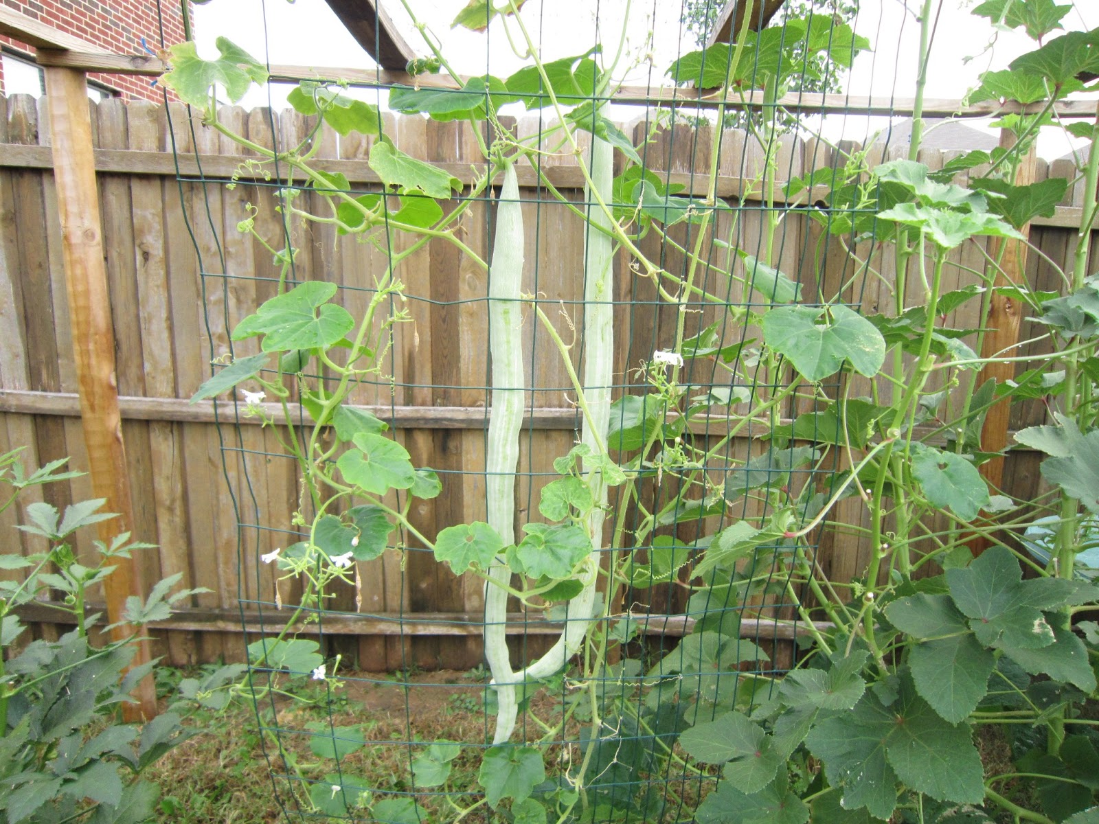 Cooking with Sella: How did my veggies do in year 2012?