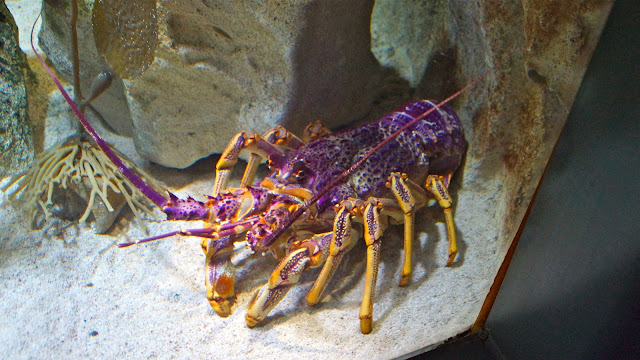 The Great Thoe Adventure: Sydney Aquarium