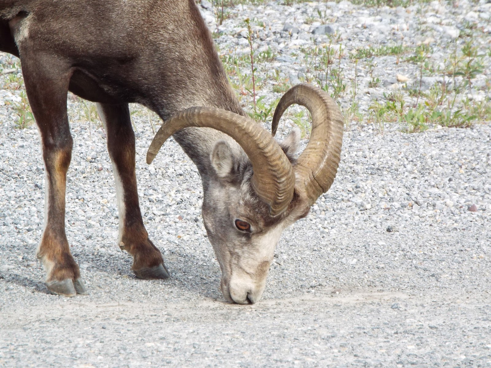 The Great Family Adventure: Out of the Wilds of Alaska