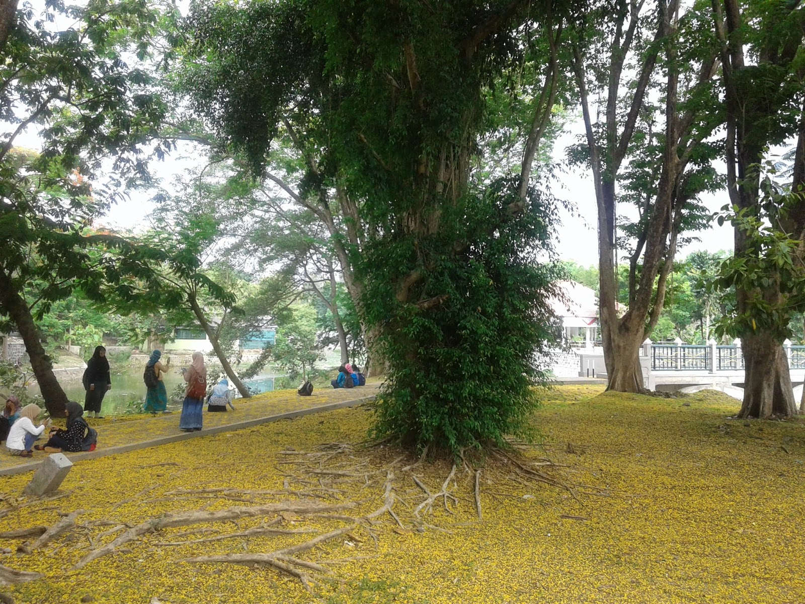 Bunga Angsana Berguguran, Kampus UNS menguning, Indahnya ...