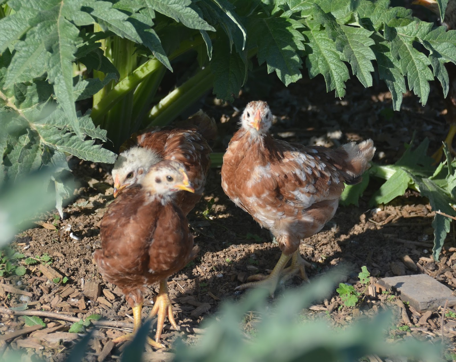 Buckeye Chickens