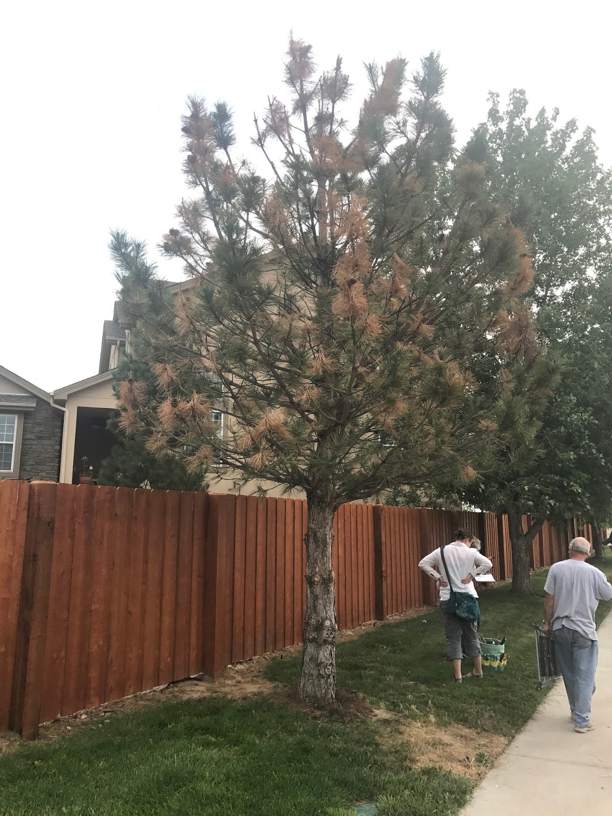 CO-Horts: Stem Girdling Roots