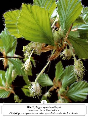 CENTRO BLANCA AITANA: BEECH (BEE) Flores de Bach