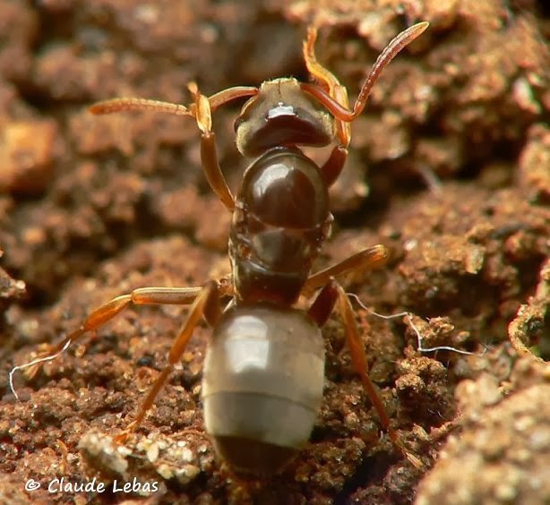 fourmis d'Andalousie: fourmis d'Andalousie