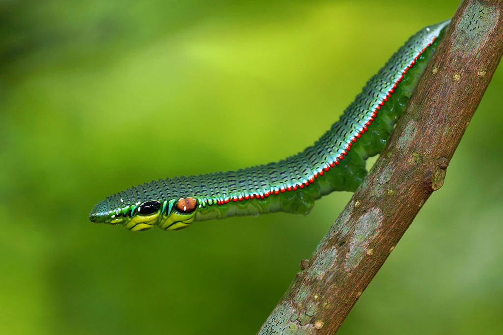 Animal Mimicry: Caterpillars mimic snake