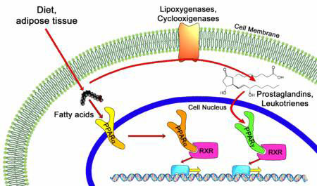 Metabolisme Sel | BIOLOGIPEDIA
