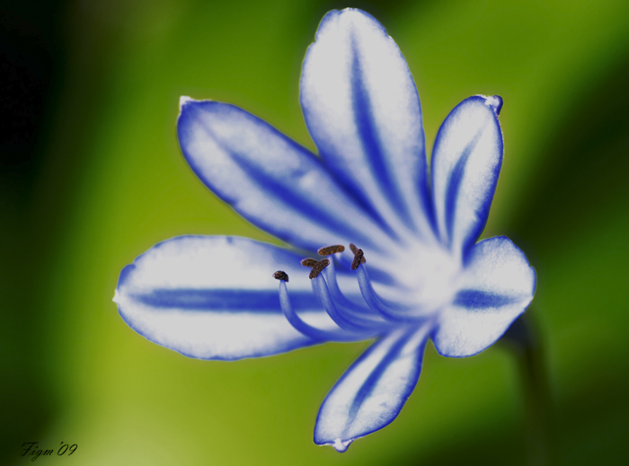 FélixGlez Photoblog: Formas en la naturaleza
