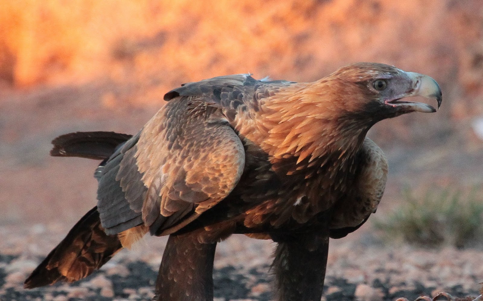 Richard Waring's Birds of Australia: A Wedge-tailed Eagle in the late ...