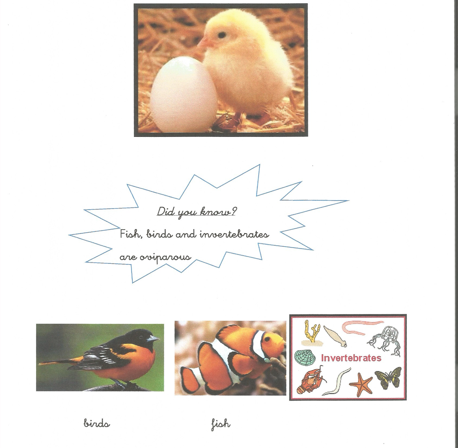 ¡Ya estamos en primaria!: VIVIPAROUS AND OVIPAROUS. Ficha 8