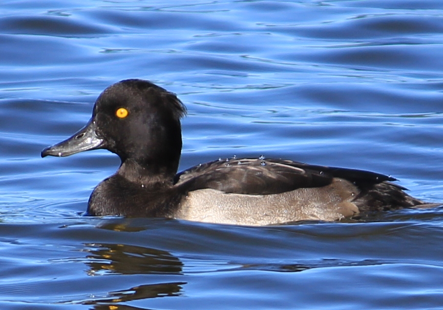 Nature views: Østensjøvannet i august