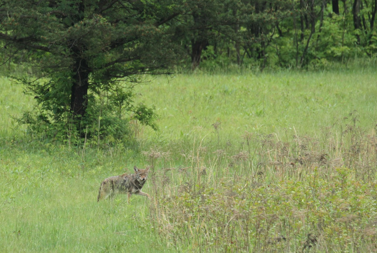 Julie Zickefoose on Blogspot: Big Sean the Brush-Wolf